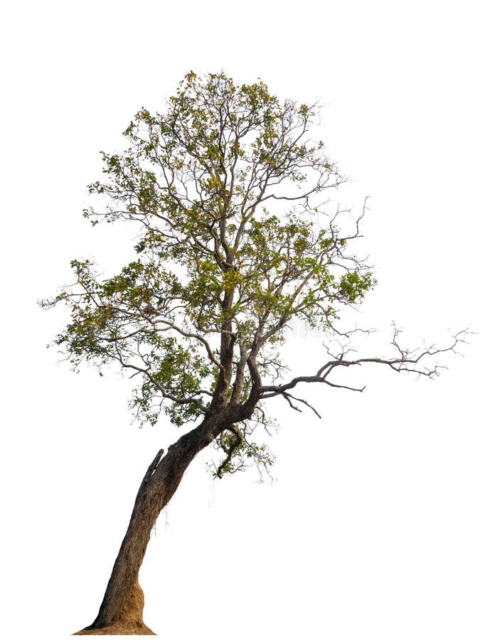 Single Tree on Transparent Picture Background with Clipping Path ...