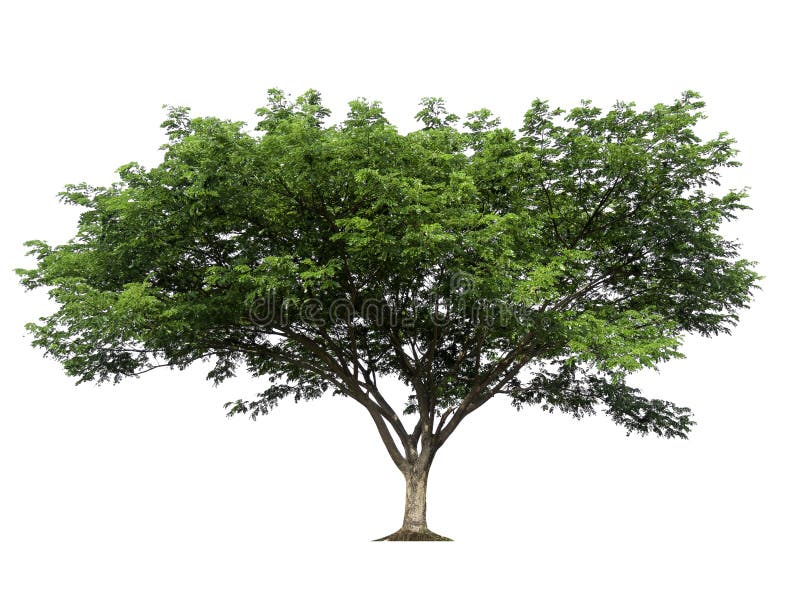 Single Tree on Transparent Picture Background with Clipping Path ...