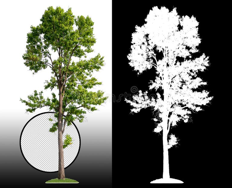 Single Trees Png Stock Illustrations – 742 Single Trees Png Stock ...