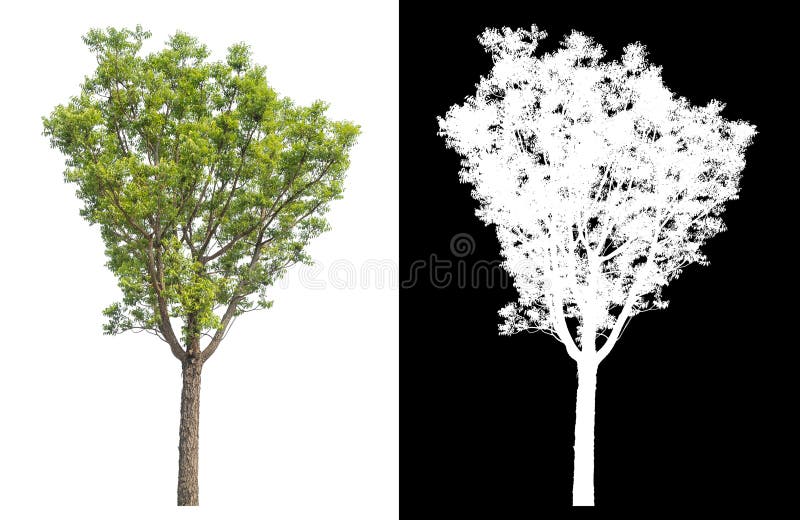 1,212 Tree Alpha Texture Stock Photos - Free & Royalty-Free Stock ...