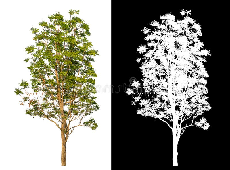 Single Tree with Clipping Path and Alpha Channel on Black Background ...