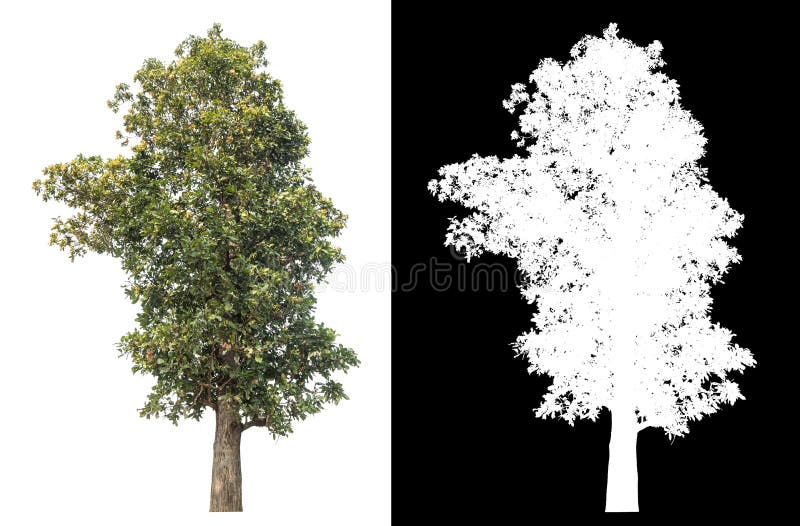 Single Tree with Clipping Path and Alpha Channel on Black Background ...