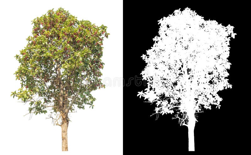 Single Tree with Clipping Path and Alpha Channel on Black Background ...