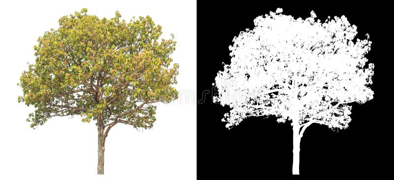 Single Tree with Clipping Path and Alpha Channel on Black Background ...