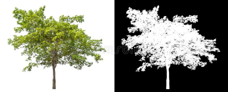Single Tree with Clipping Path and Alpha Channel on Black Background ...