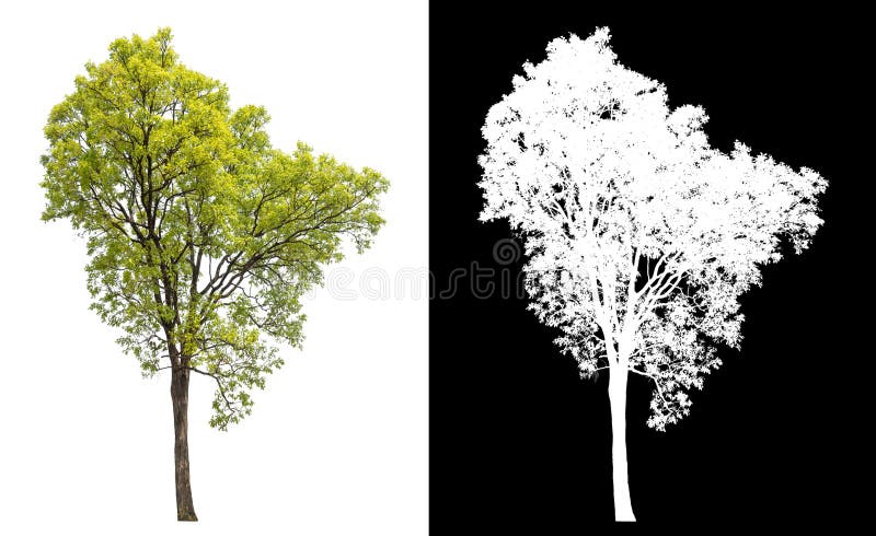 Single Tree with Clipping Path and Alpha Channel on Black Background ...