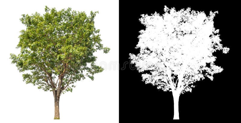 Single Tree with Clipping Path and Alpha Channel on Black Background ...