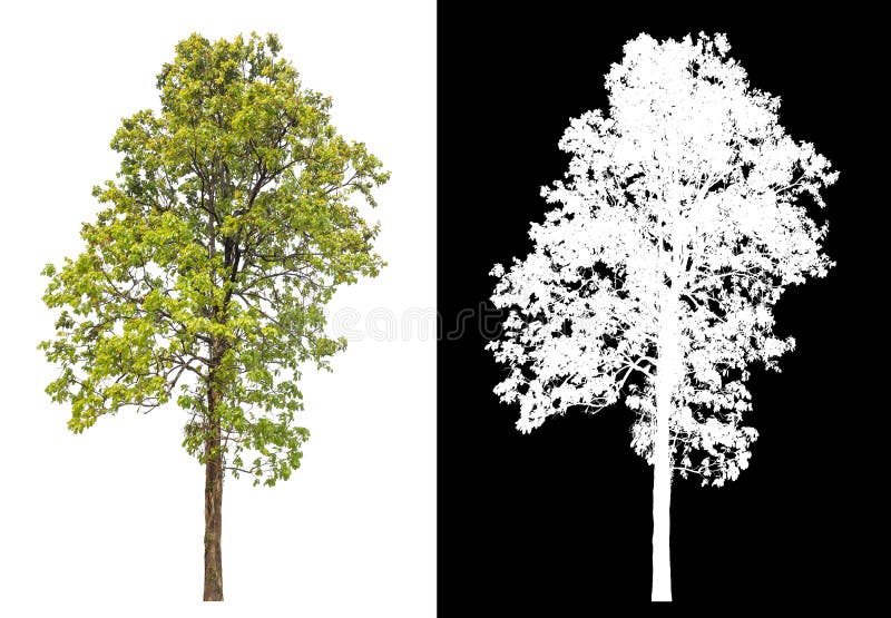 1,282 Tree Alpha Texture Stock Photos - Free & Royalty-Free Stock ...