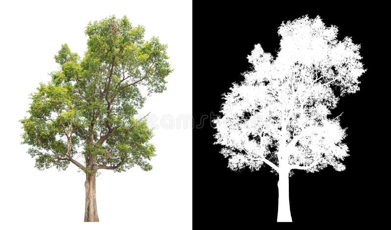 1,282 Tree Alpha Texture Stock Photos - Free & Royalty-Free Stock ...