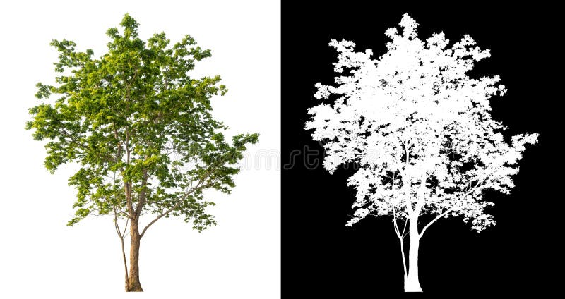 1,282 Tree Alpha Texture Stock Photos - Free & Royalty-Free Stock ...