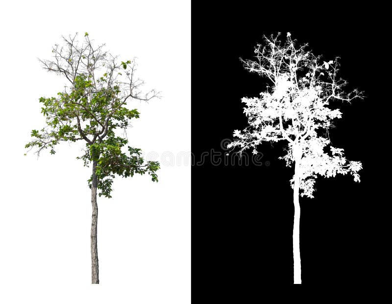 5,215 Tree Trunk Alpha Stock Photos - Free & Royalty-Free Stock Photos ...