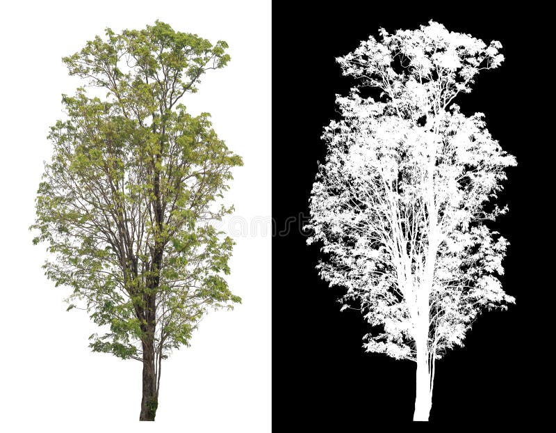 Single Tree with Clipping Path and Alpha Channel on Black Background ...