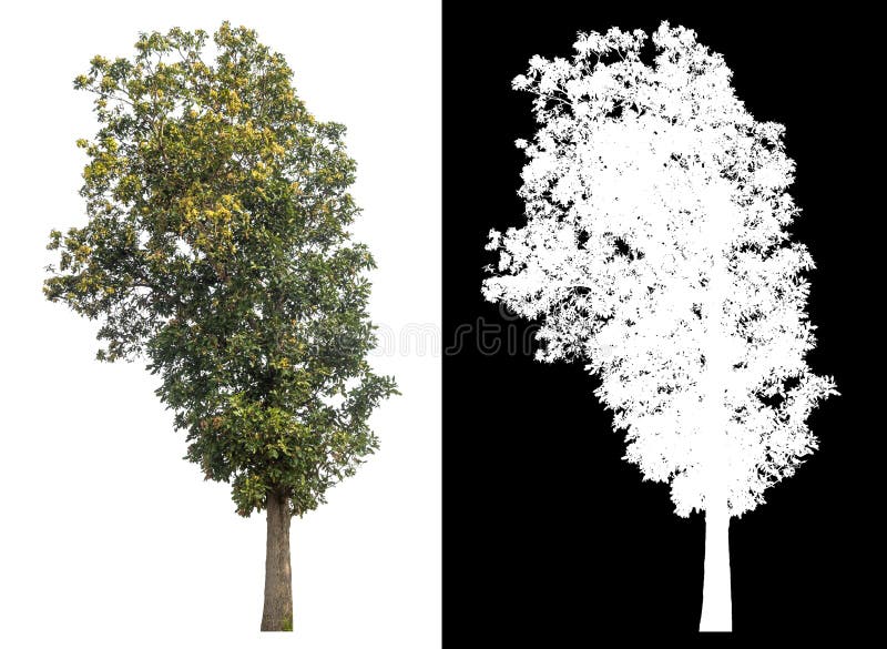 Tree with Clipping Path and Alpha Channel on Black Background . Stock ...