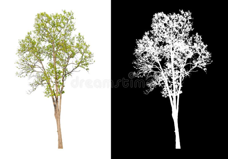 5,212 Tree Trunk Alpha Stock Photos - Free & Royalty-Free Stock Photos ...