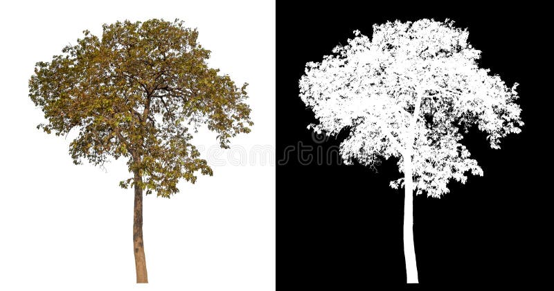 1,691 Tree Alpha Texture Stock Photos - Free & Royalty-Free Stock ...