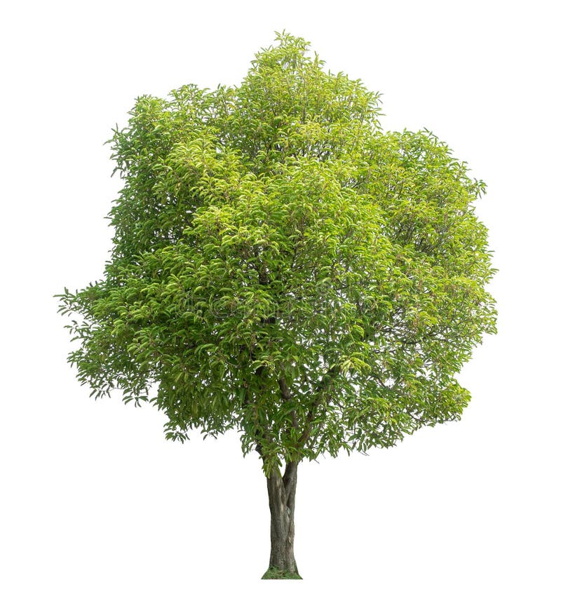 Single Tree with Clipping Path and Alpha Channel . Stock Photo - Image ...