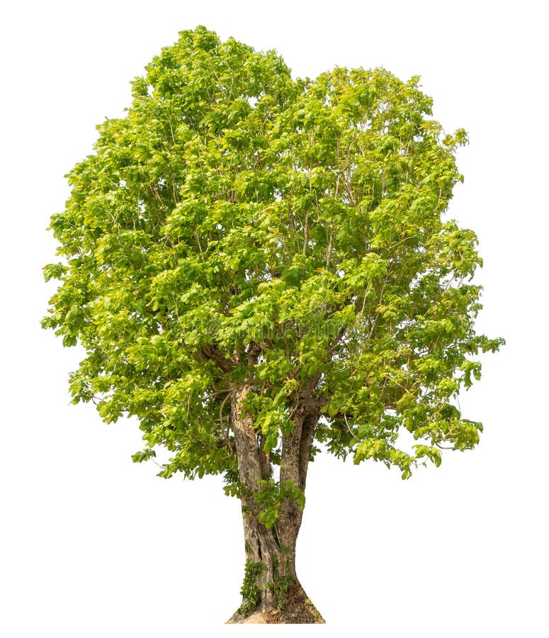 1,155 Tree Alpha Texture Stock Photos - Free & Royalty-Free Stock ...