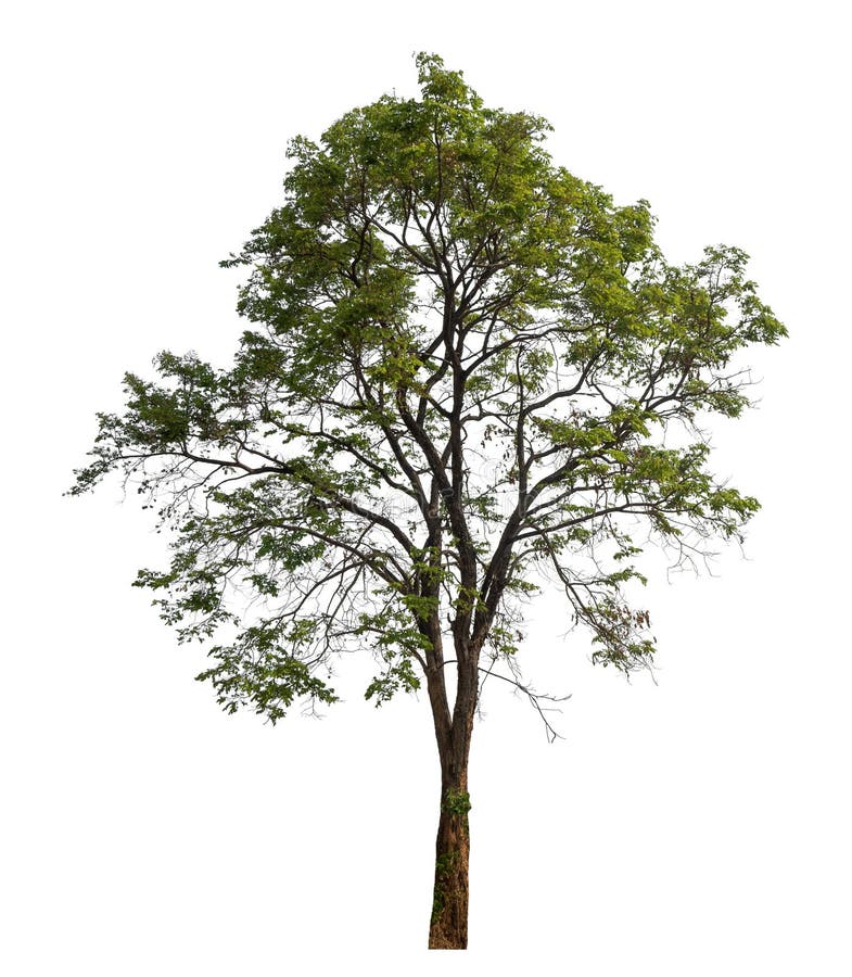 1,135 Tree Alpha Texture Stock Photos - Free & Royalty-Free Stock ...