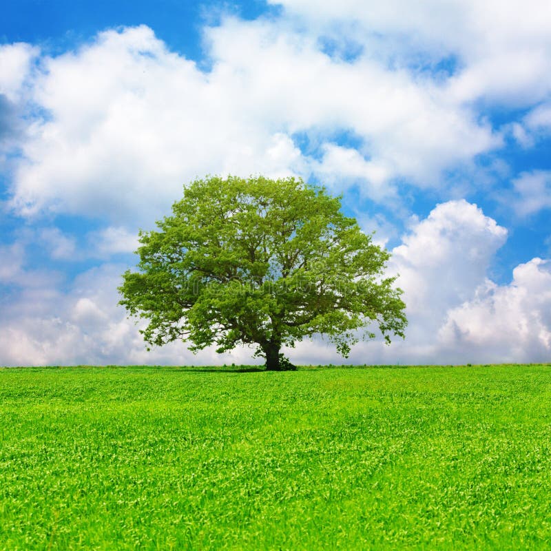 Oak tree stock image. Image of fresh, grand, cloud, nature - 11302673