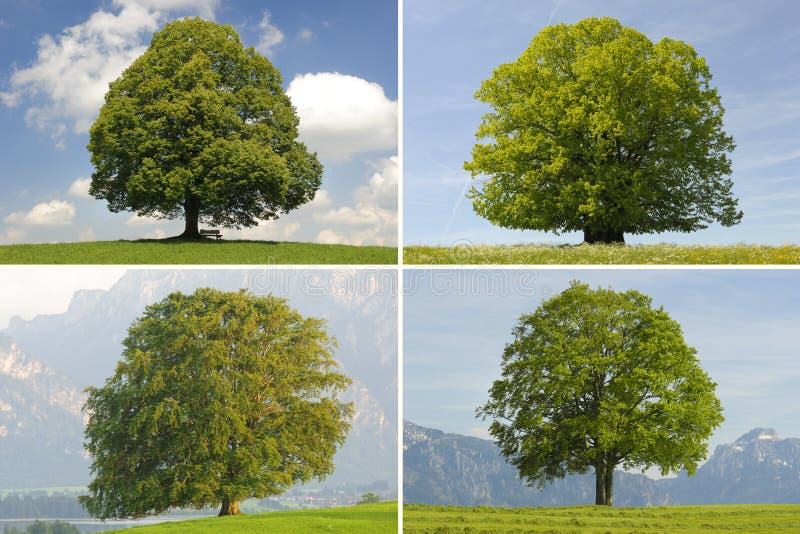 Single tree collage stock image. Image of collage, grass - 16854917
