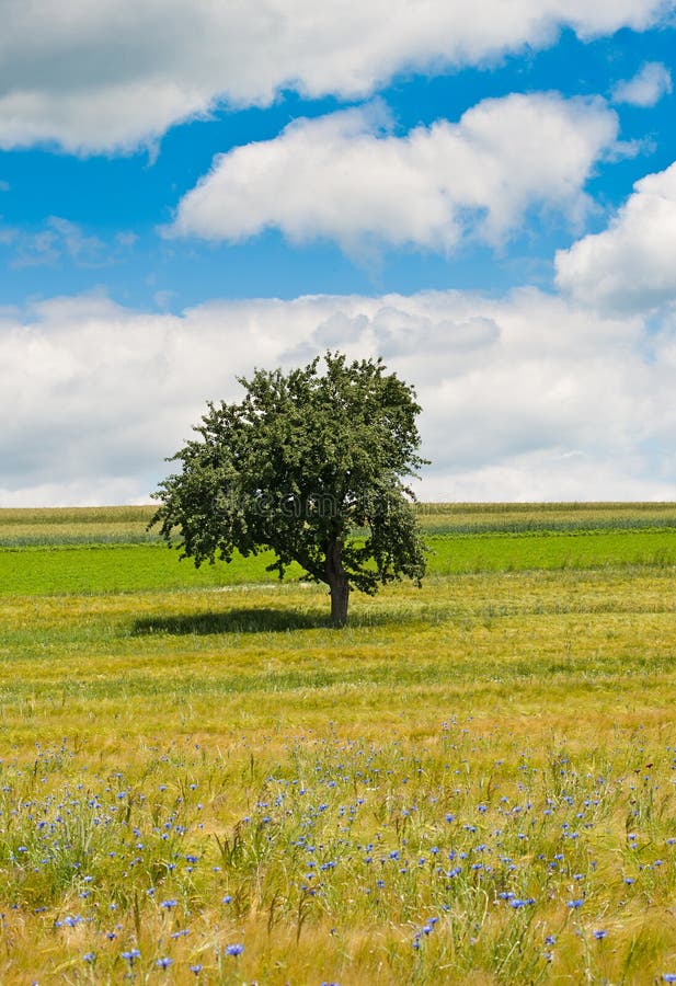 Single Tree in a Corn Flower Field Stock Photo - Image of farm ...