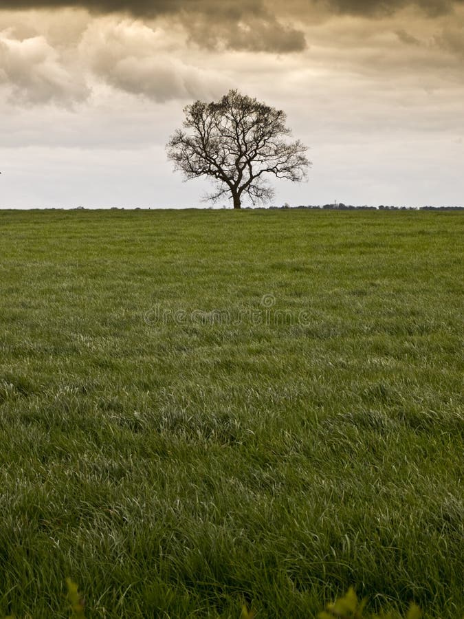 Single Tree Countryside Field Stock Image - Image of grass, england ...
