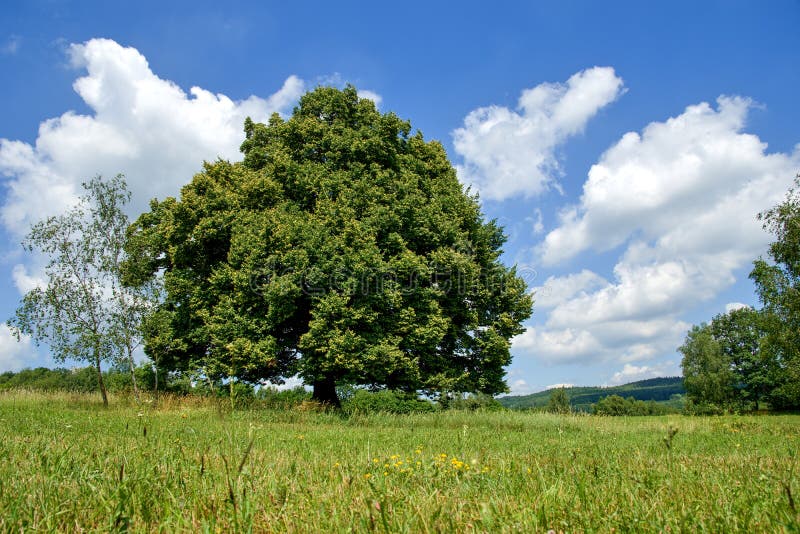 Single tree in countryside stock image. Image of outdoor - 119413997