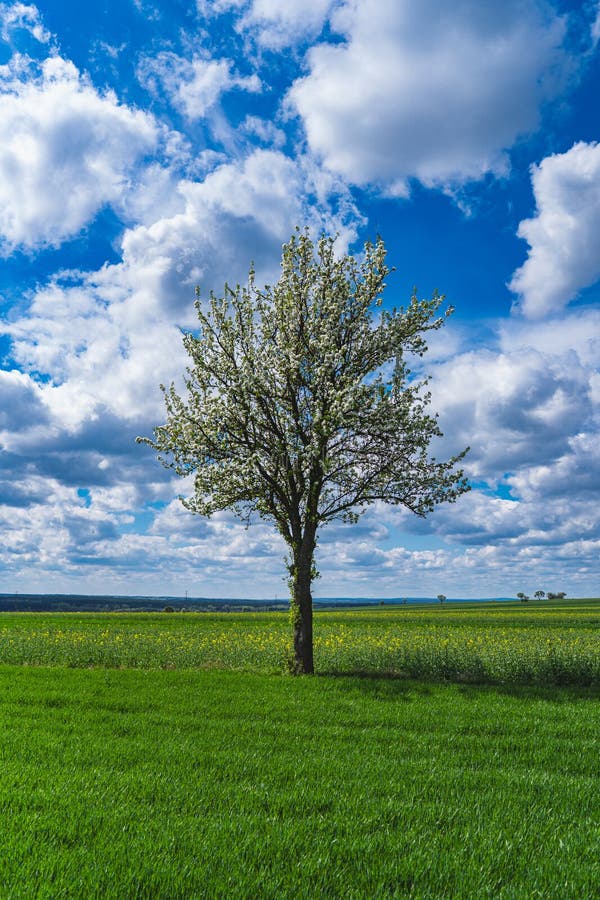 Single Tree Covered with White Flowers in a Field with Emerging Wheat ...