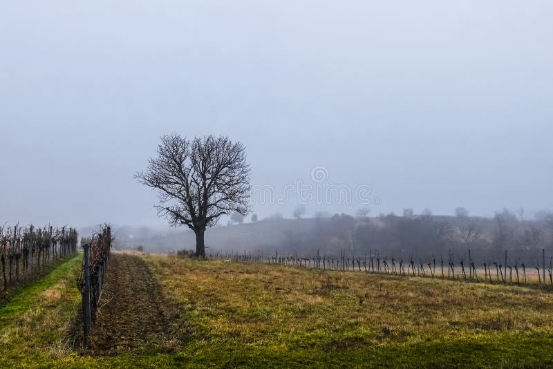 Single Tree and Dense Fog while Hiking in the Winter Stock Photo ...