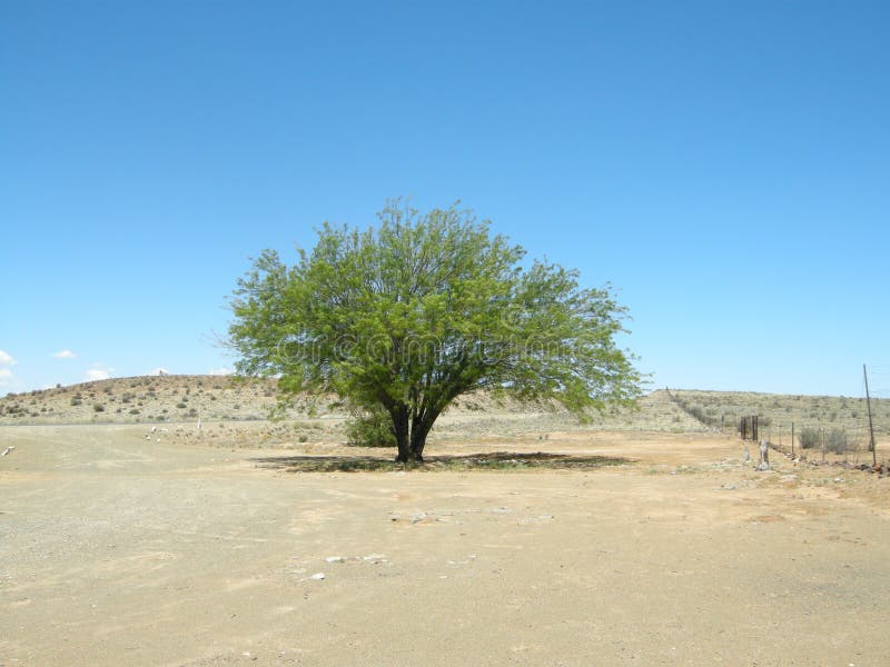 Single tree in desert stock photo. Image of sand, desolate - 12343040