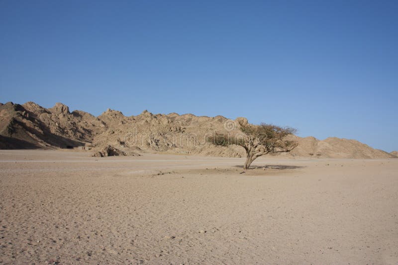 88+ Single tree desert Free Stock Photos - StockFreeImages