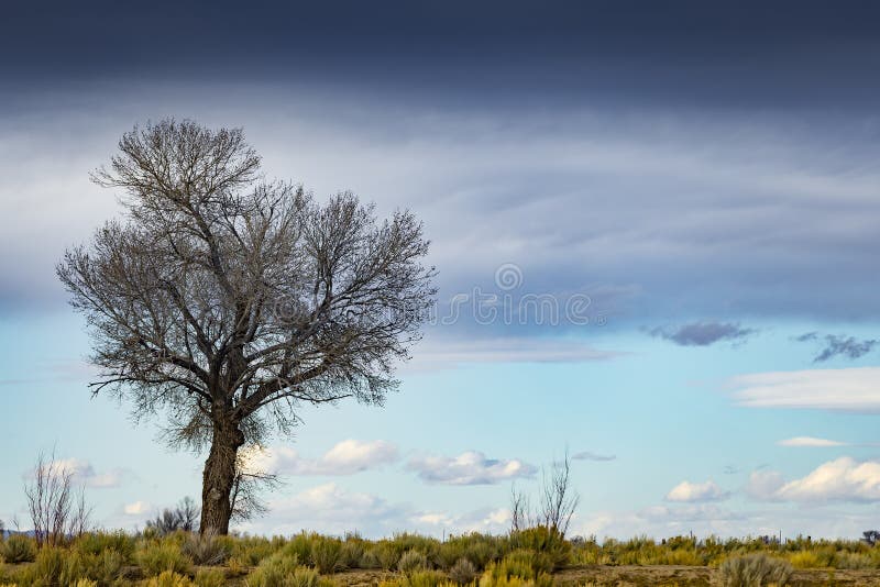 Single Tree in the Desert with Cloudy Blue Sky. Stock Photo - Image of ...
