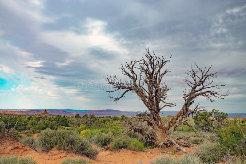Single Tree and Storm Clouds Stock Photo - Image of tree, grass: 38989058