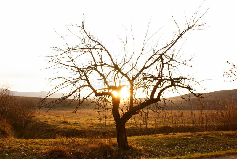 Single Tree in Desert in Sunset Time Stock Photo - Image of daylight ...