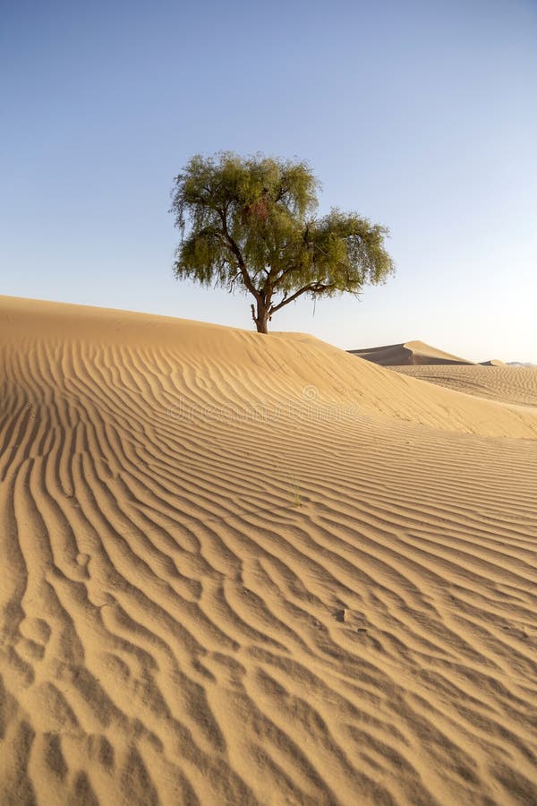 Single Tree in the Desert in the UAE Hidden in the Sand Dunes, Vertical ...