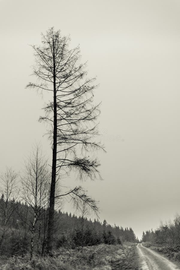 Single Tree Down a Path in the Fog Stock Image - Image of southwest ...