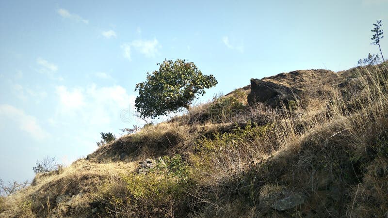 Single Tree and Dry Grass on Rocky Mountain Stock Image - Image of ...