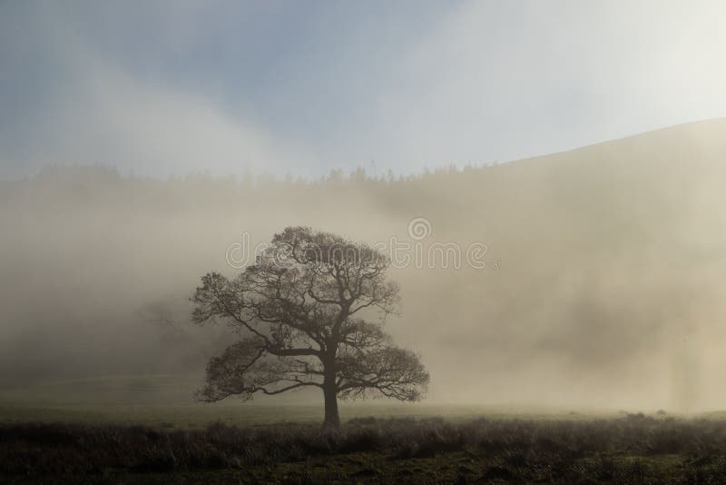 Single tree in the dust stock image. Image of tree, nature - 264966807