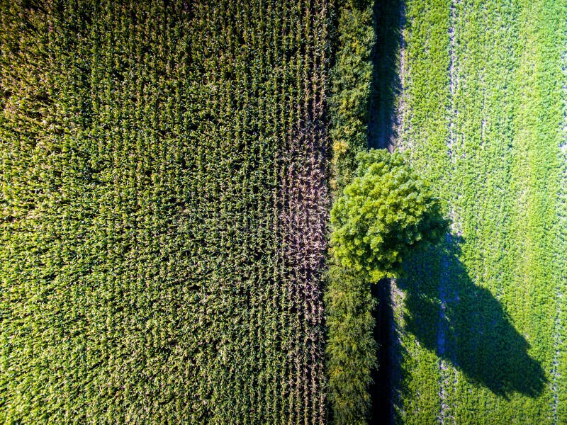 Single Tree on Edge of Maize Field from Above Stock Image - Image of ...