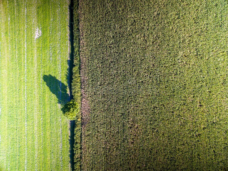 Single Tree on Edge of Maize Field from Above Stock Image - Image of ...