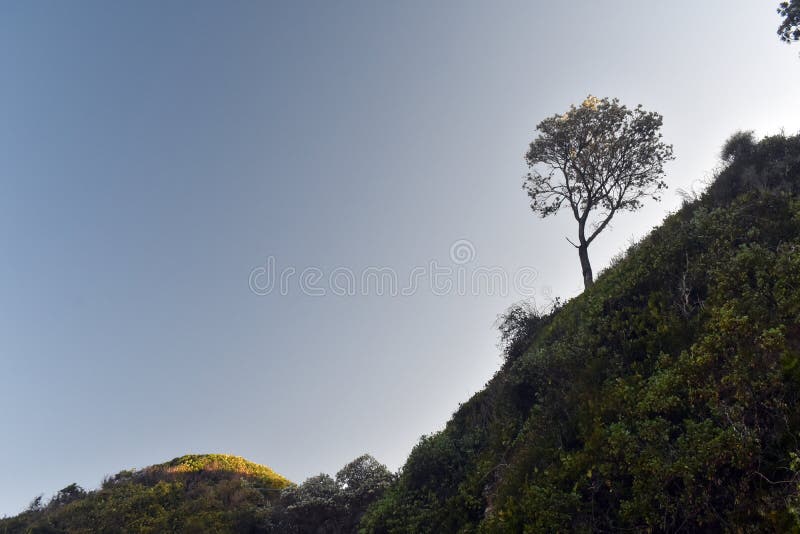 Tree on a mountain ridge stock image. Image of green - 100842675