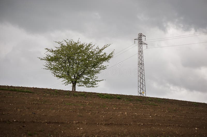 A Single Tree and Electricity Pylon, Against Grey Cloudy Sky Stock ...