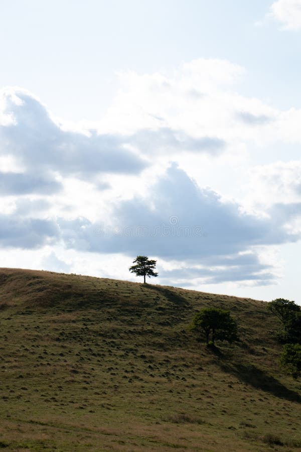 Single Tree on empty field stock photo. Image of growth - 200984046