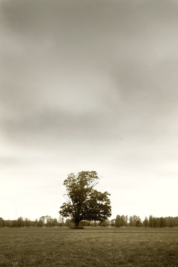 Single Tree Free Stock Photos & Pictures, Single Tree Royalty-Free and ...