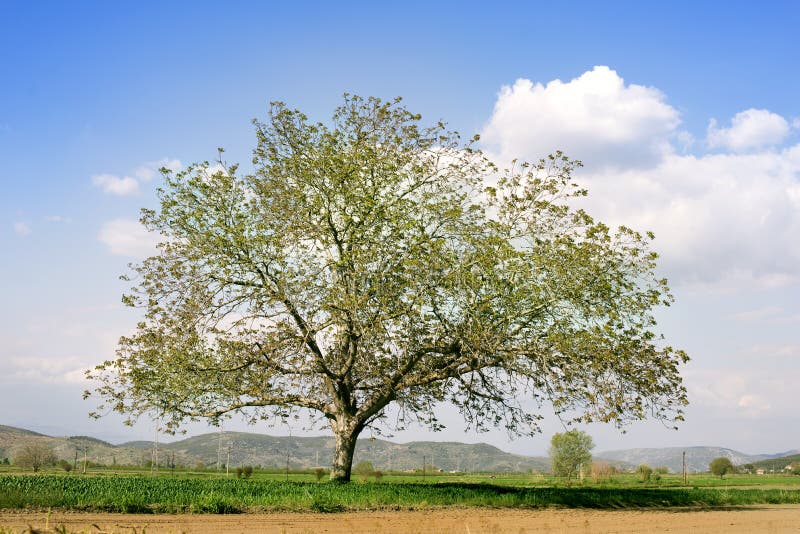 Single tree in a farm stock photo. Image of landscape - 94346902