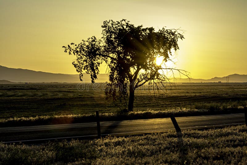 Single Tree in a Farm Field with the Sun Stock Image - Image of tree ...