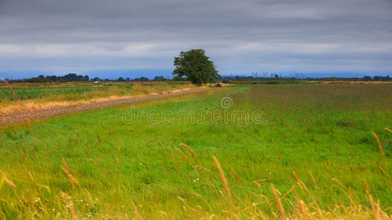 Tree in the Middle of Meadow Stock Image - Image of blue, branch: 29342727