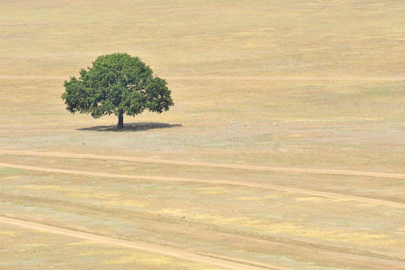 Tree on field stock image. Image of field, agriculture - 26605617