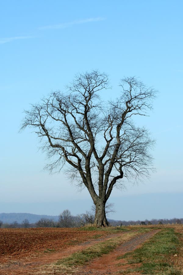 Single tree in a field stock image. Image of season, tree - 17619411
