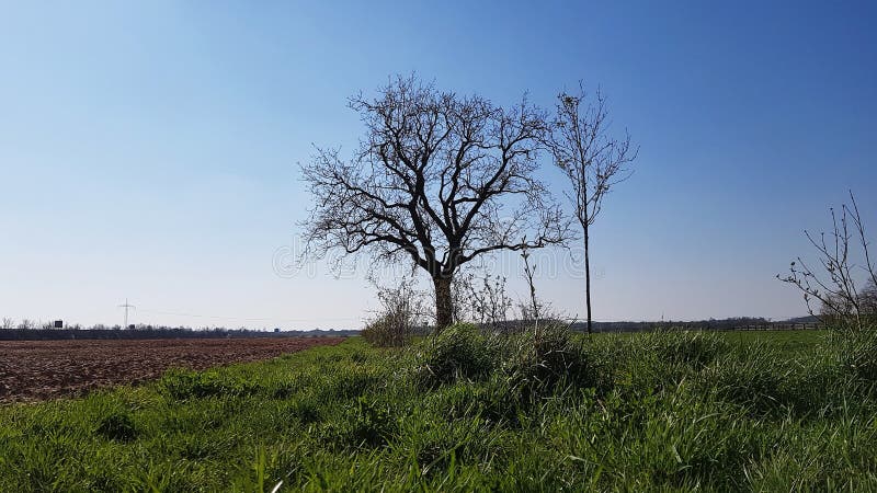Single tree in the field stock image. Image of field - 176893999